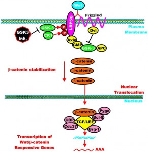 The Alpha and Beta of GSK-3s - first in the Strange but Powerful ...
