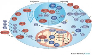 NAD+ an emerging framework for health and life extension — Part 1: The ...
