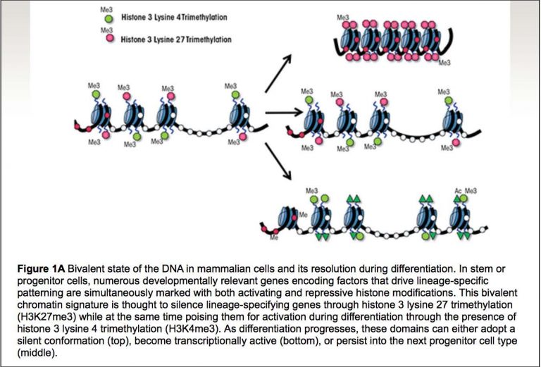 Aging, health and disease – view from the DNA Methylome - AGINGSCIENCES ...